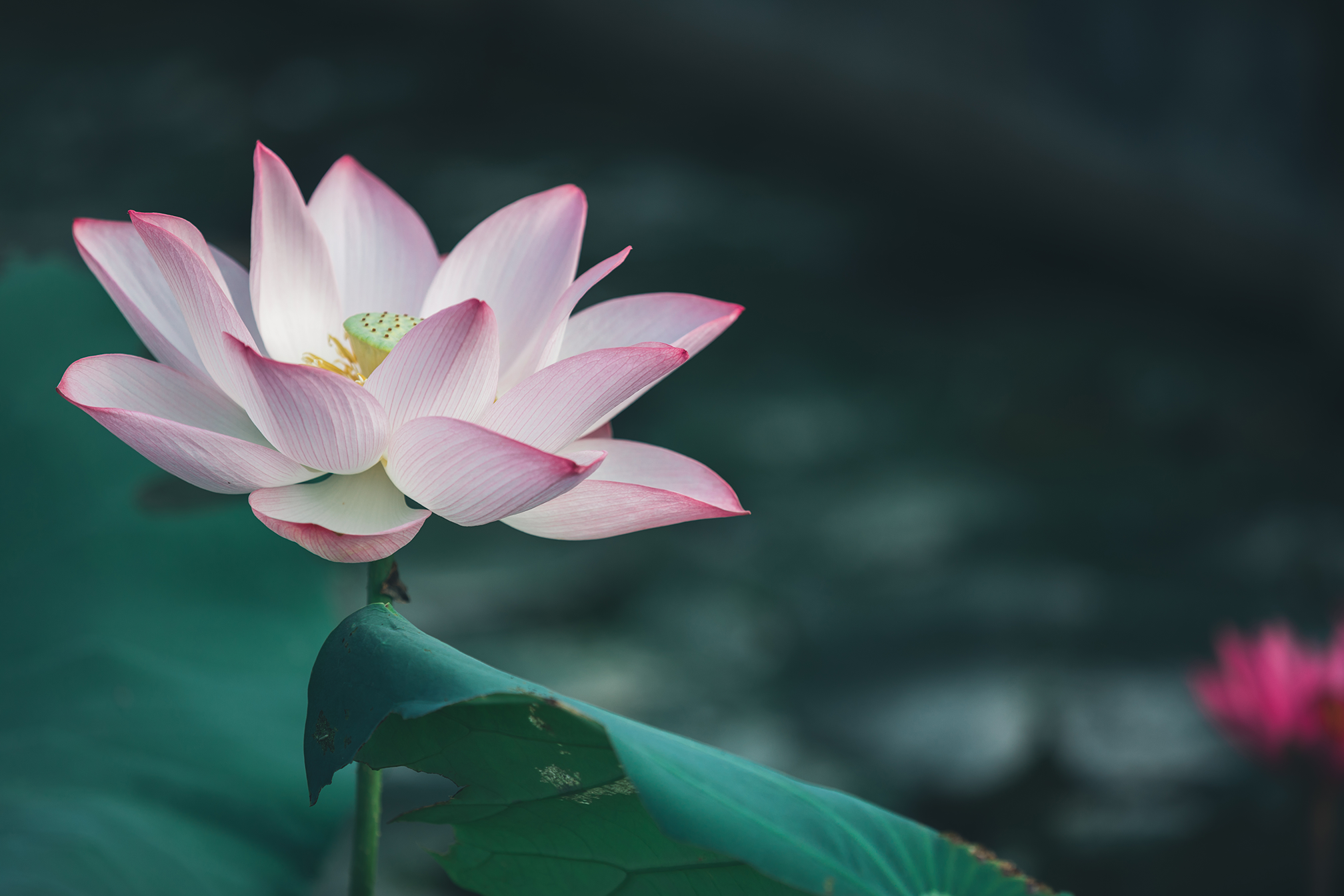 What is Nam-myoho-renge-kyo?